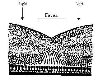 Neuroscience For Kids - Retina