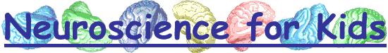 Neuroscience for Kids - Brain Advertising